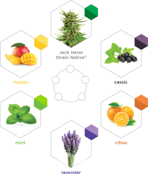 Enhance Cannabis Products with Flavors | The Werc Shop